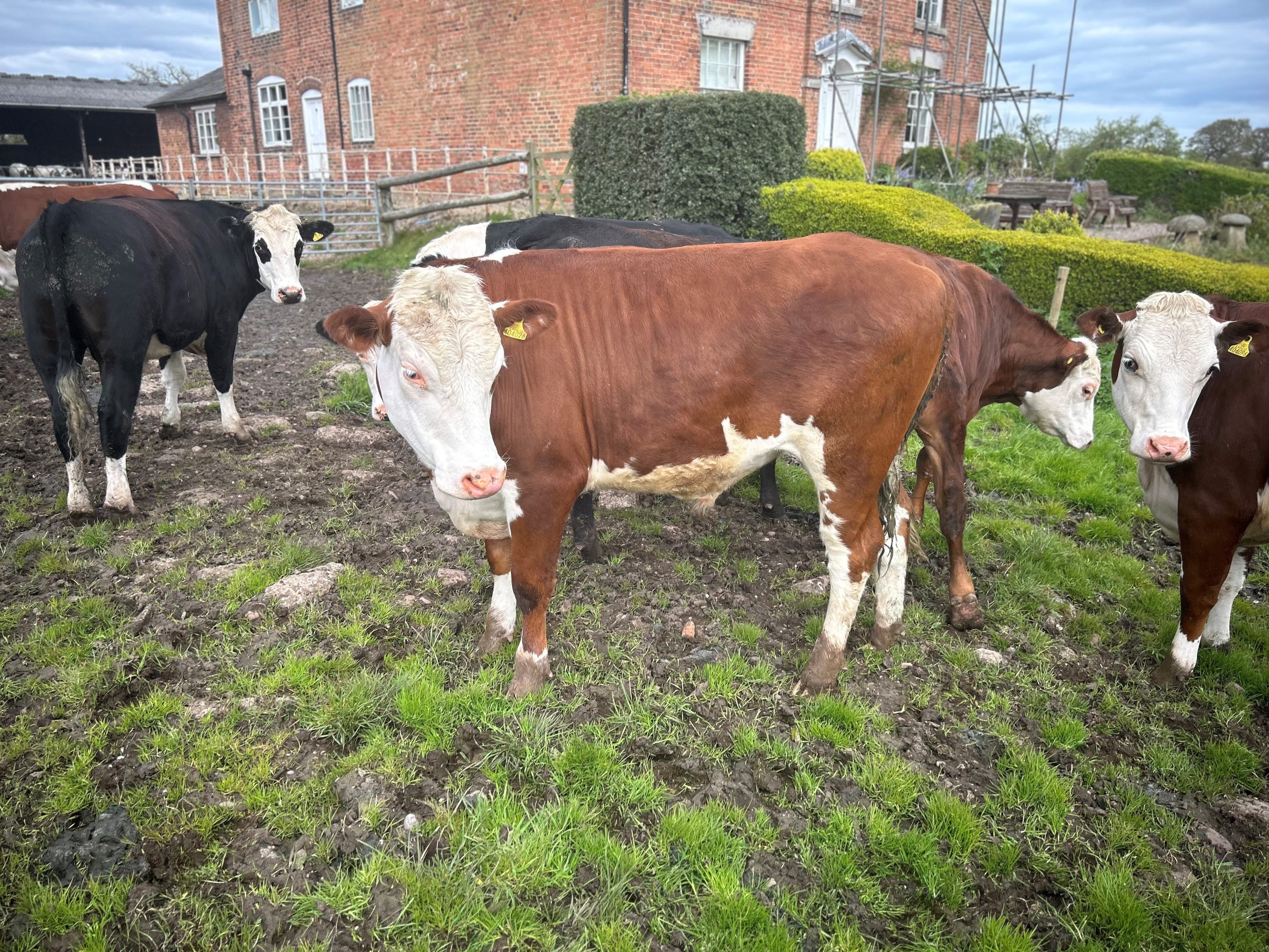 Livestock for Sale in the UK | Organic and Conventional Store Cattle ...