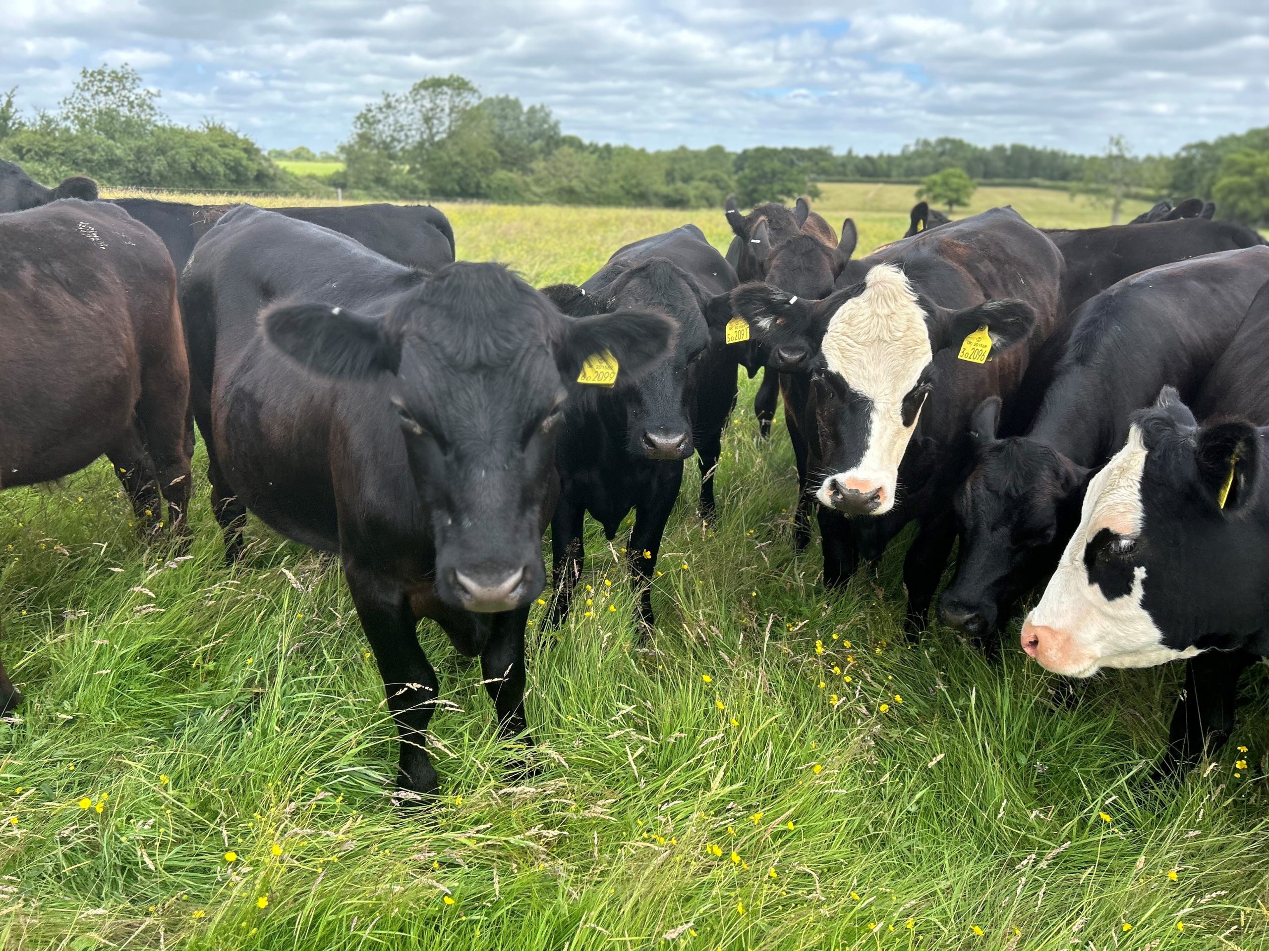 Stock Available at PJL UK | Buy and Sell Cattle in the UK