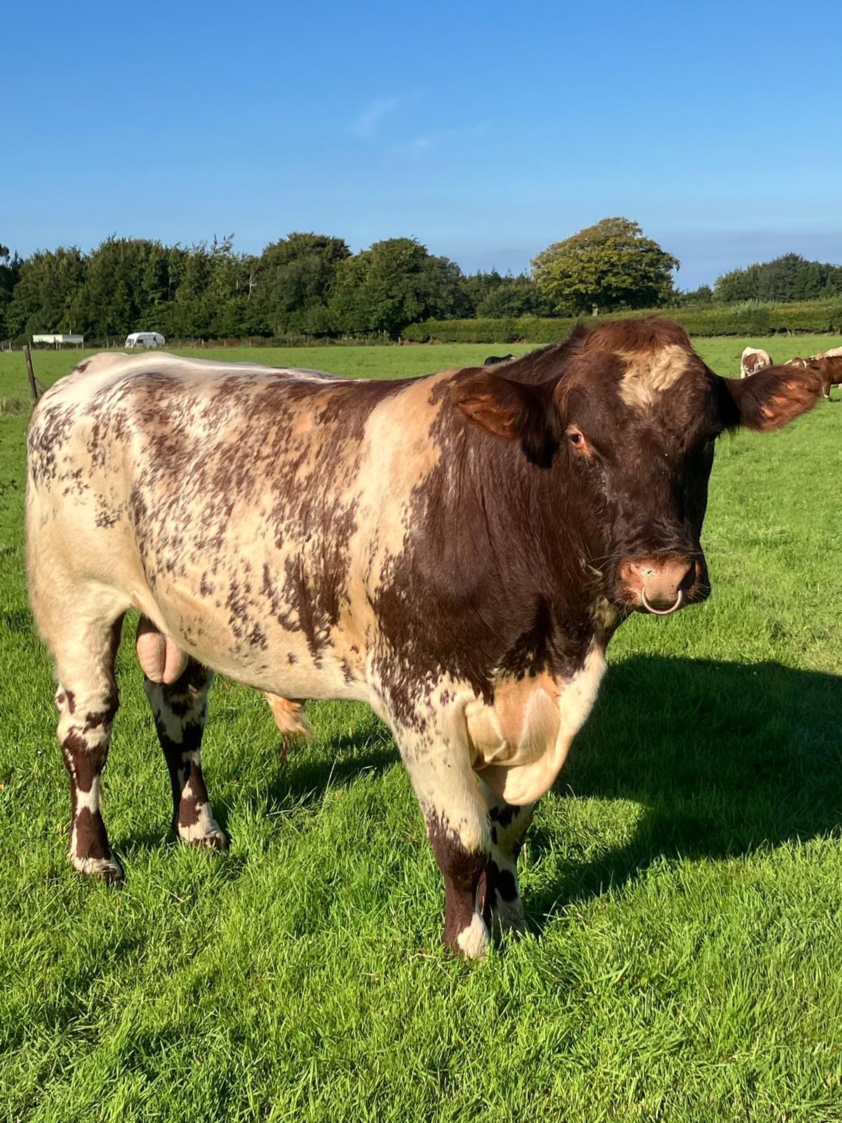 Stock Available at PJL UK | Buy and Sell Cattle in the UK