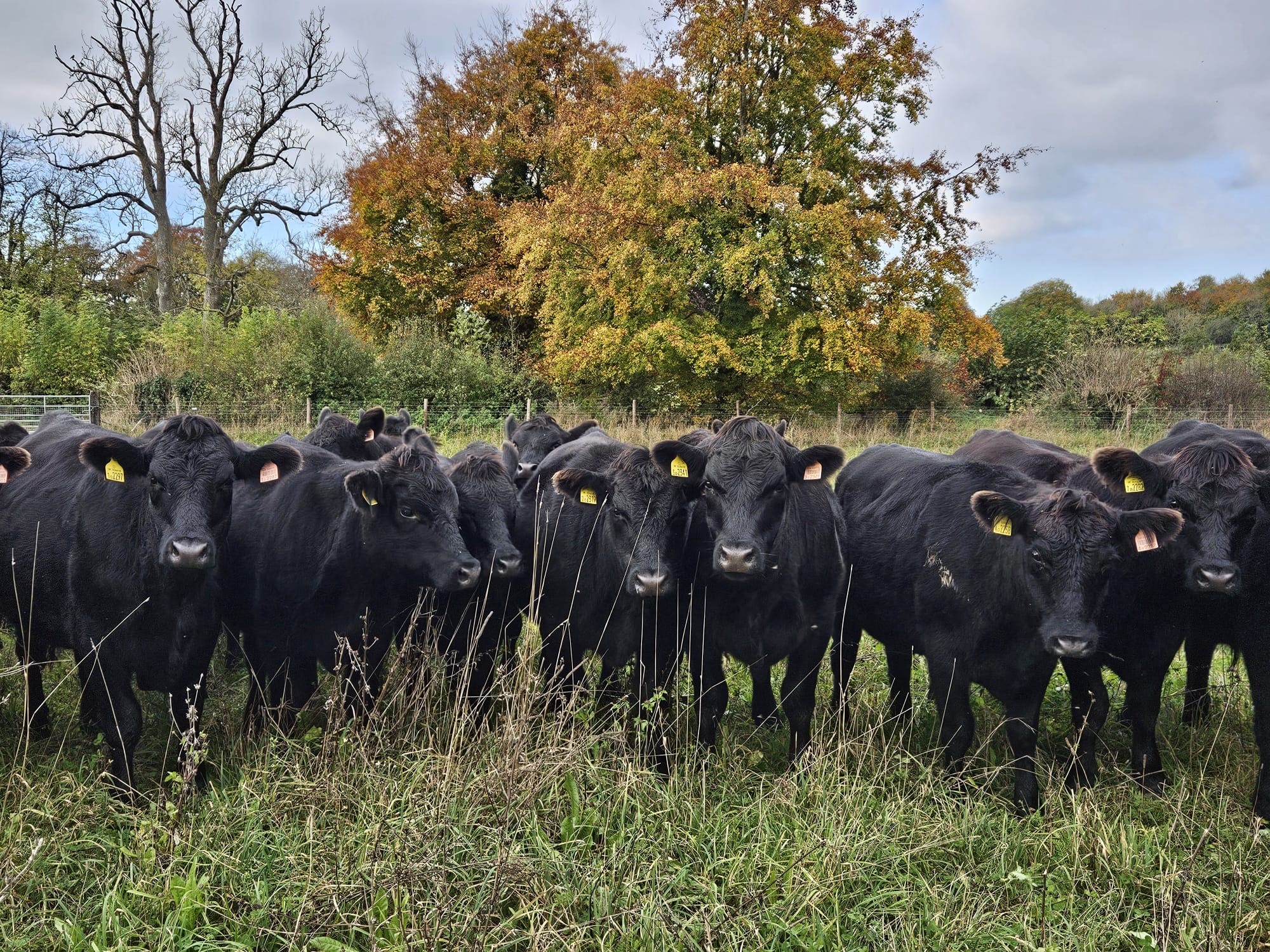 Stock Available at PJL UK | Buy and Sell Cattle in the UK